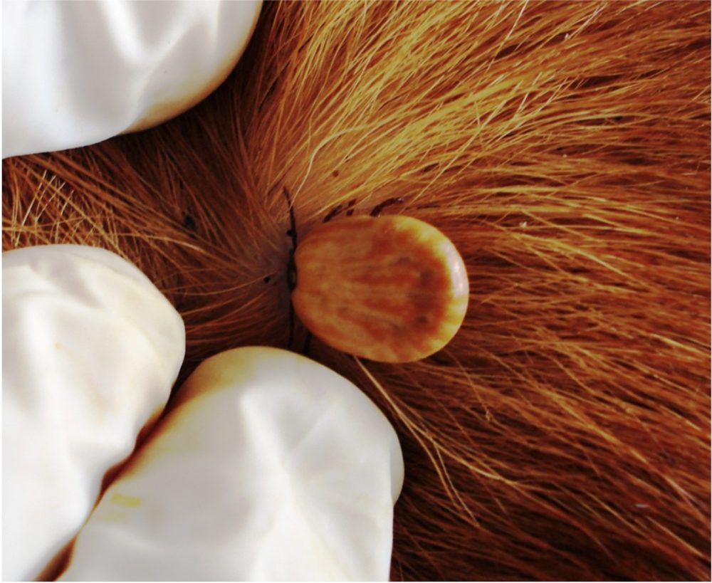 ¡Garrapatas! Su presencia puede debilitar la salud de los animales